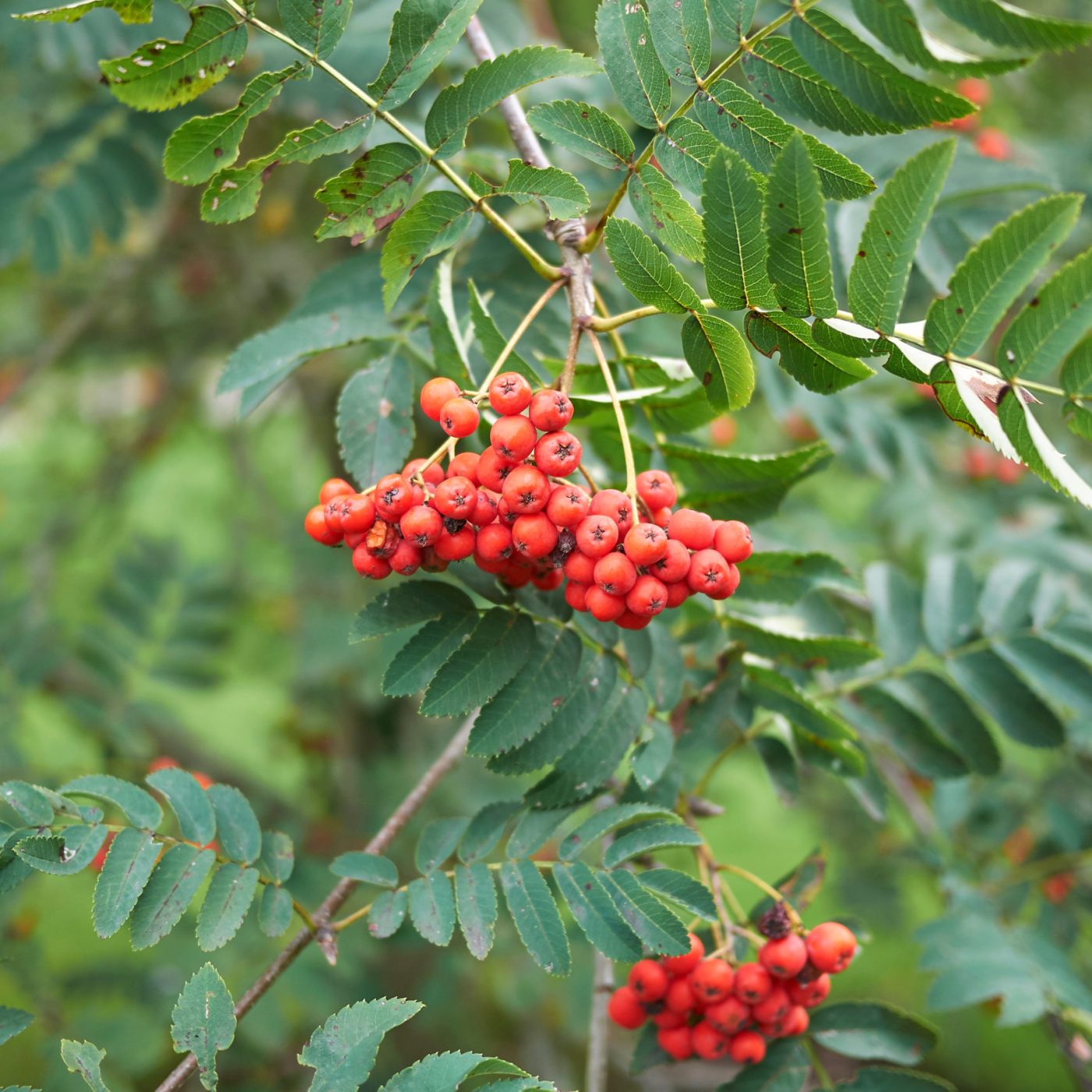 Gewone lijsterbes - Boomkiezer