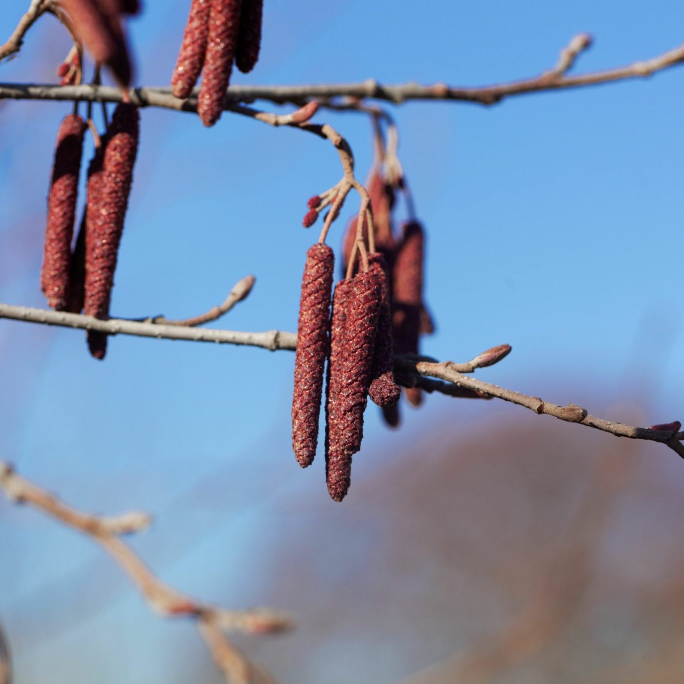 Zwarte els - Boomkiezer