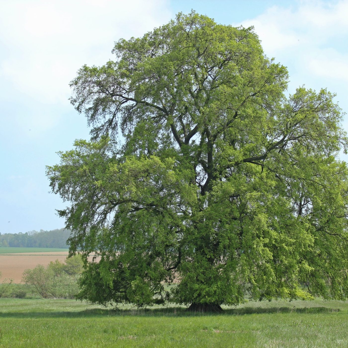 Fladderiep (of steel iep) - Boomkiezer