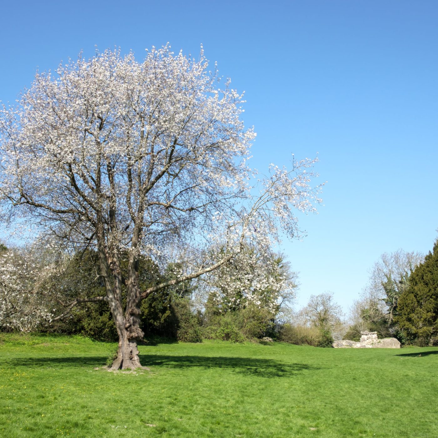 Zoete kers - Boomkiezer